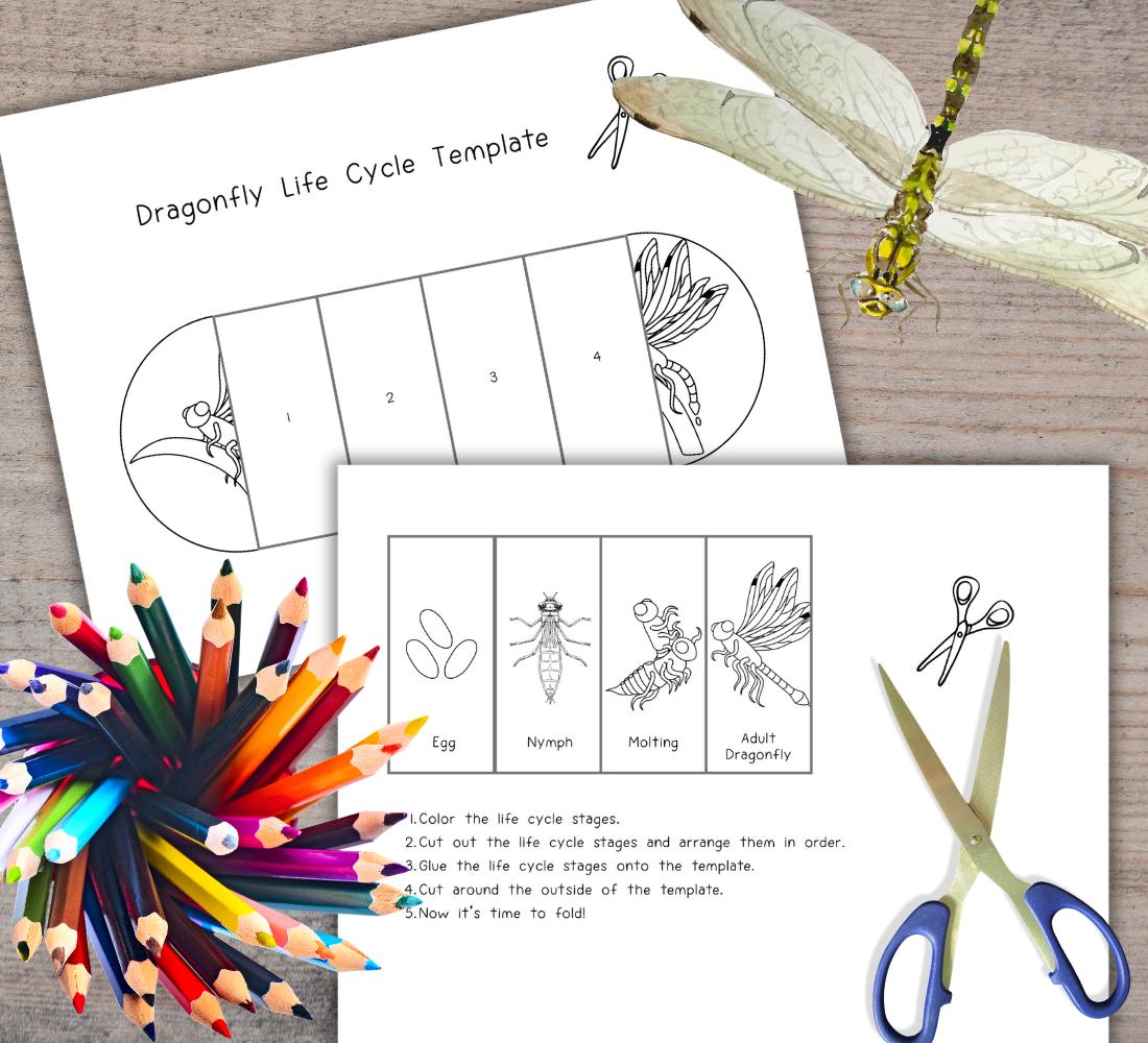 Dragonfly Life Cycle Foldable Template, Kids' Science Craft, A4 and ...