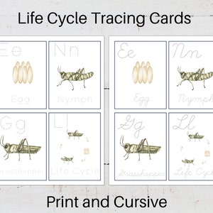 GRASSHOPPER Unit Study, Life Cycle, Anatomy, Nature Study, Science ...