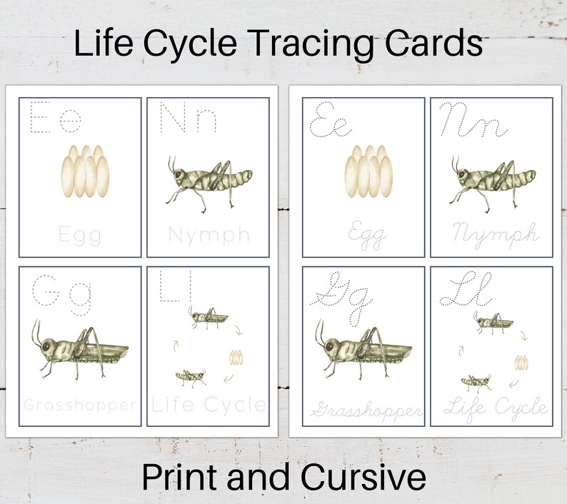 GRASSHOPPER Unit Study Life Cycle Anatomy Nature Study - Etsy