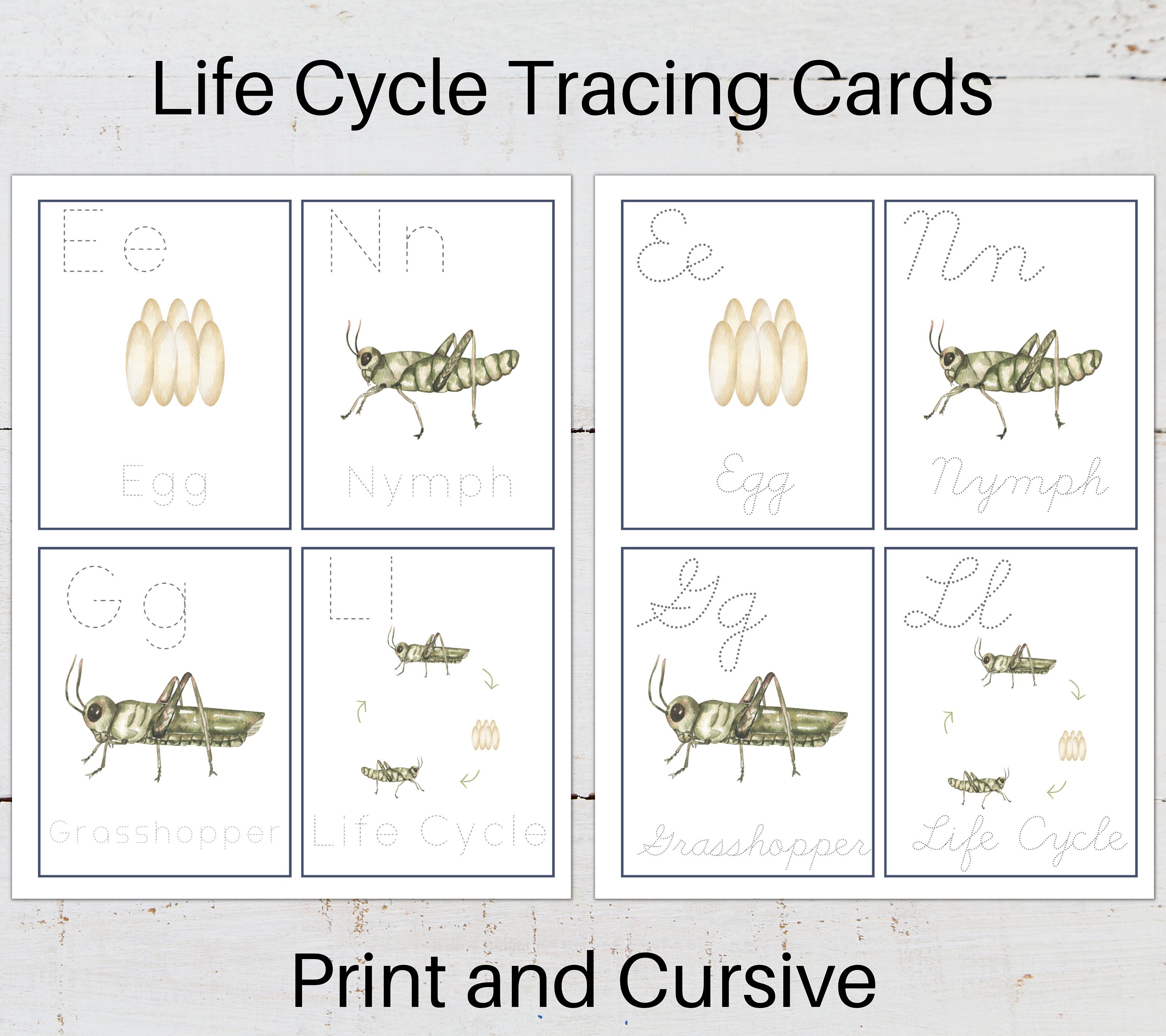 GRASSHOPPER Unit Study, Life Cycle, Anatomy, Nature Study, Science ...