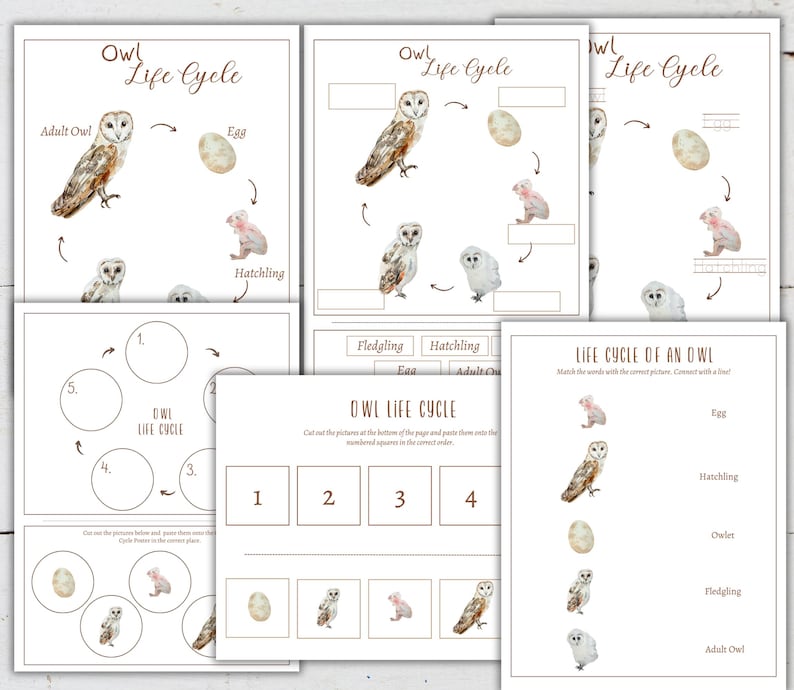OWLS Unit Study, Life Cycle, Anatomy, Nature Study, Science, Homeschool ...