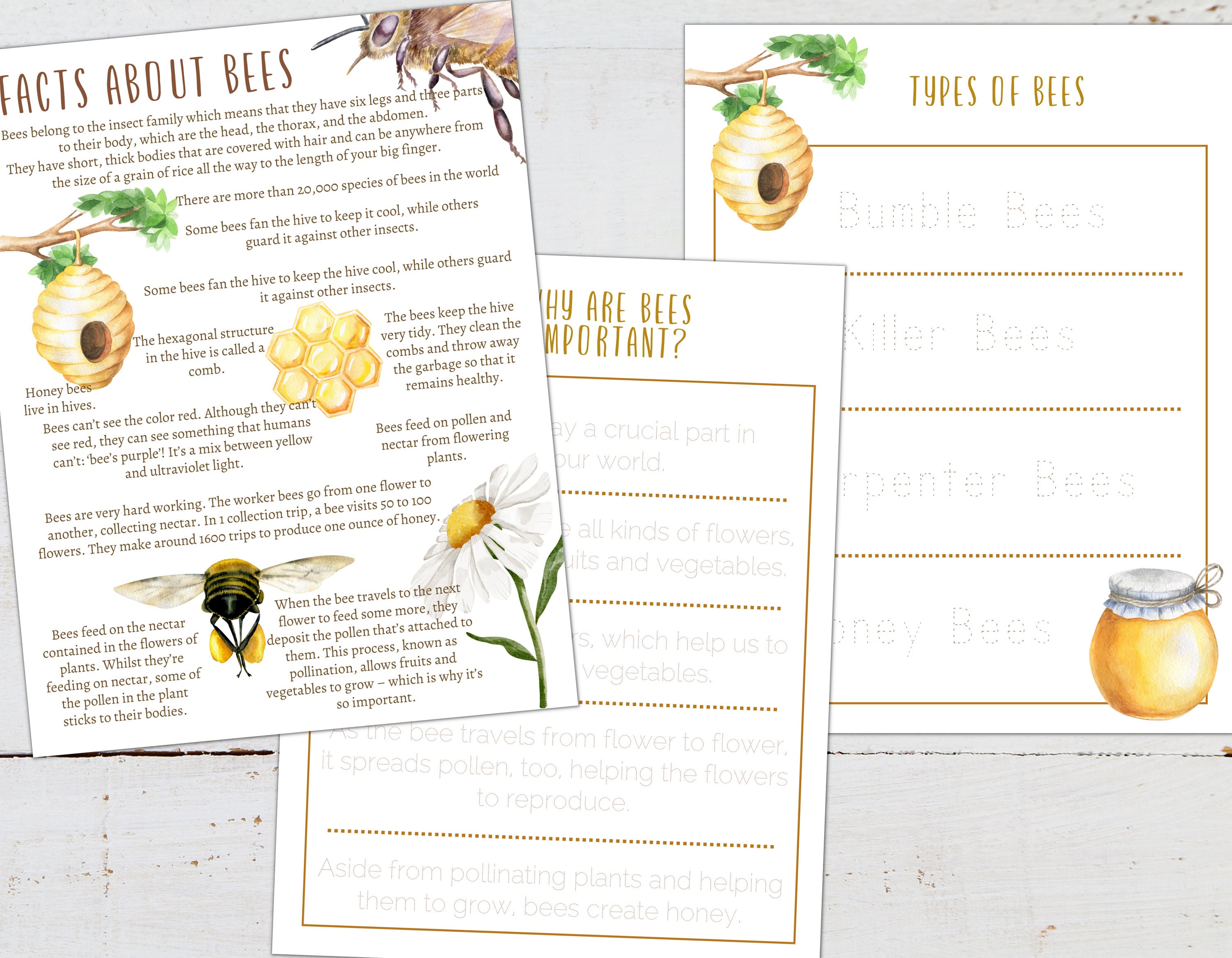 INSECTS BUNDLE Bees Ants Ladybug Butterflies Unit Studies - Etsy