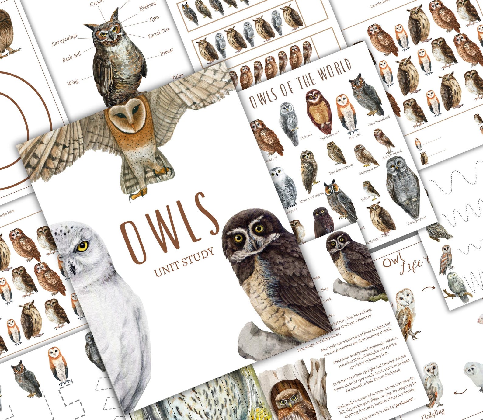 HALLOWEEN NATURE BUNDLE, Snake, Bat, Pumpkin, Wolf Unit Studies ...