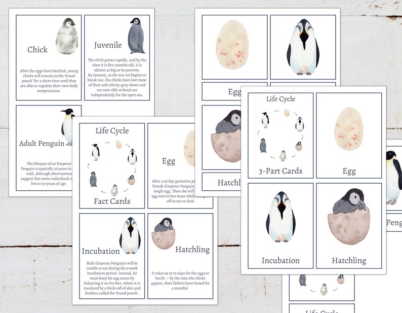 PENGUINS Unit Study Life Cycle Anatomy Nature Study - Etsy