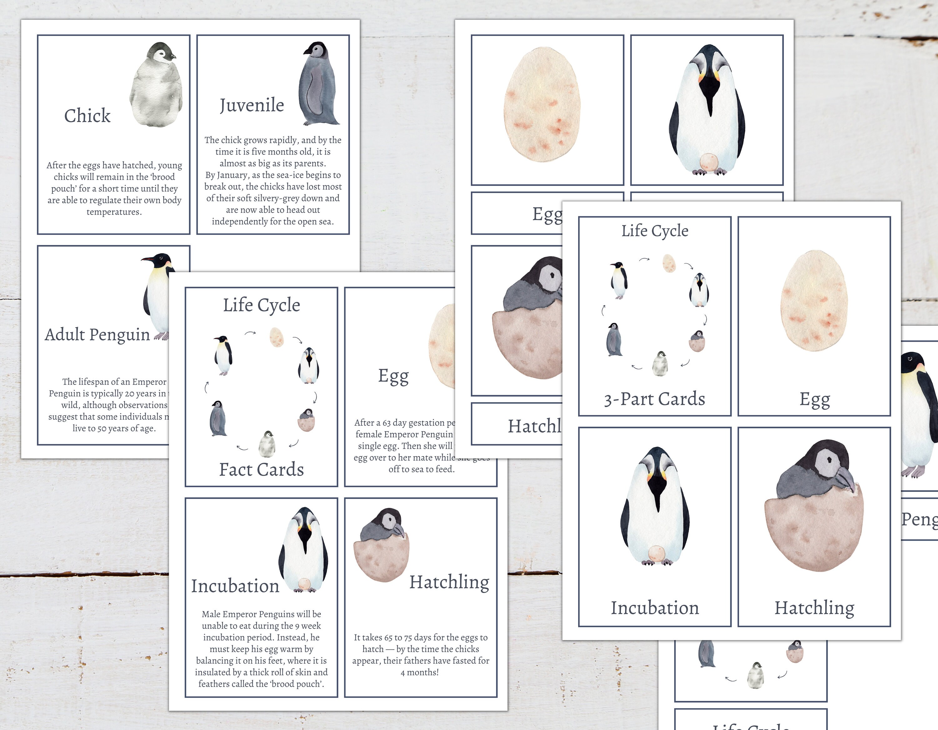 PENGUINS Unit Study Life Cycle Anatomy Nature Study - Etsy Australia