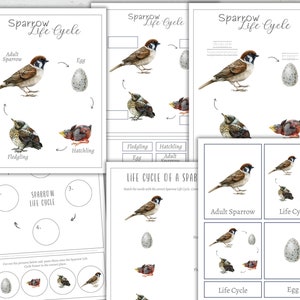 WINTER BIRDS Unit Study, Life Cycle, Anatomy, Nature Study, Science ...