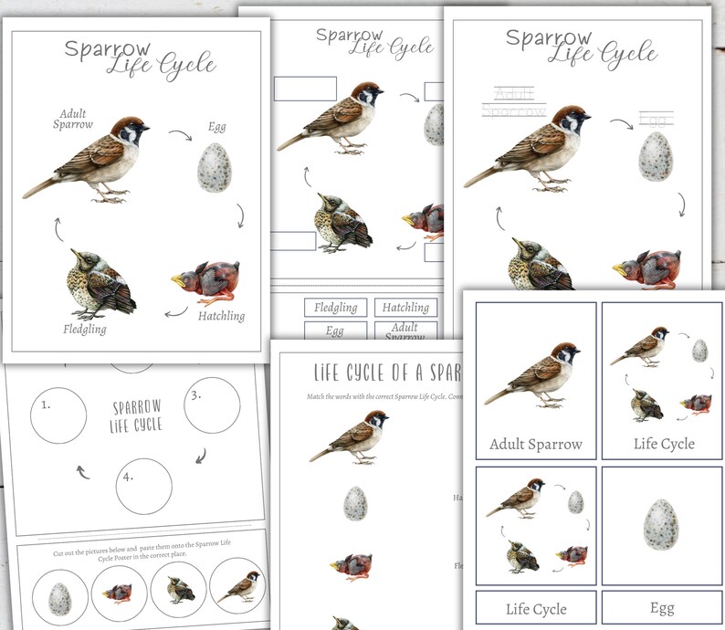 WINTER BIRDS Unit Study, Life Cycle, Anatomy, Nature Study, Science ...