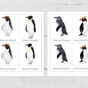 PENGUINS Mini Poster + 3-part Cards, 18 Penguins, Homeschool ...