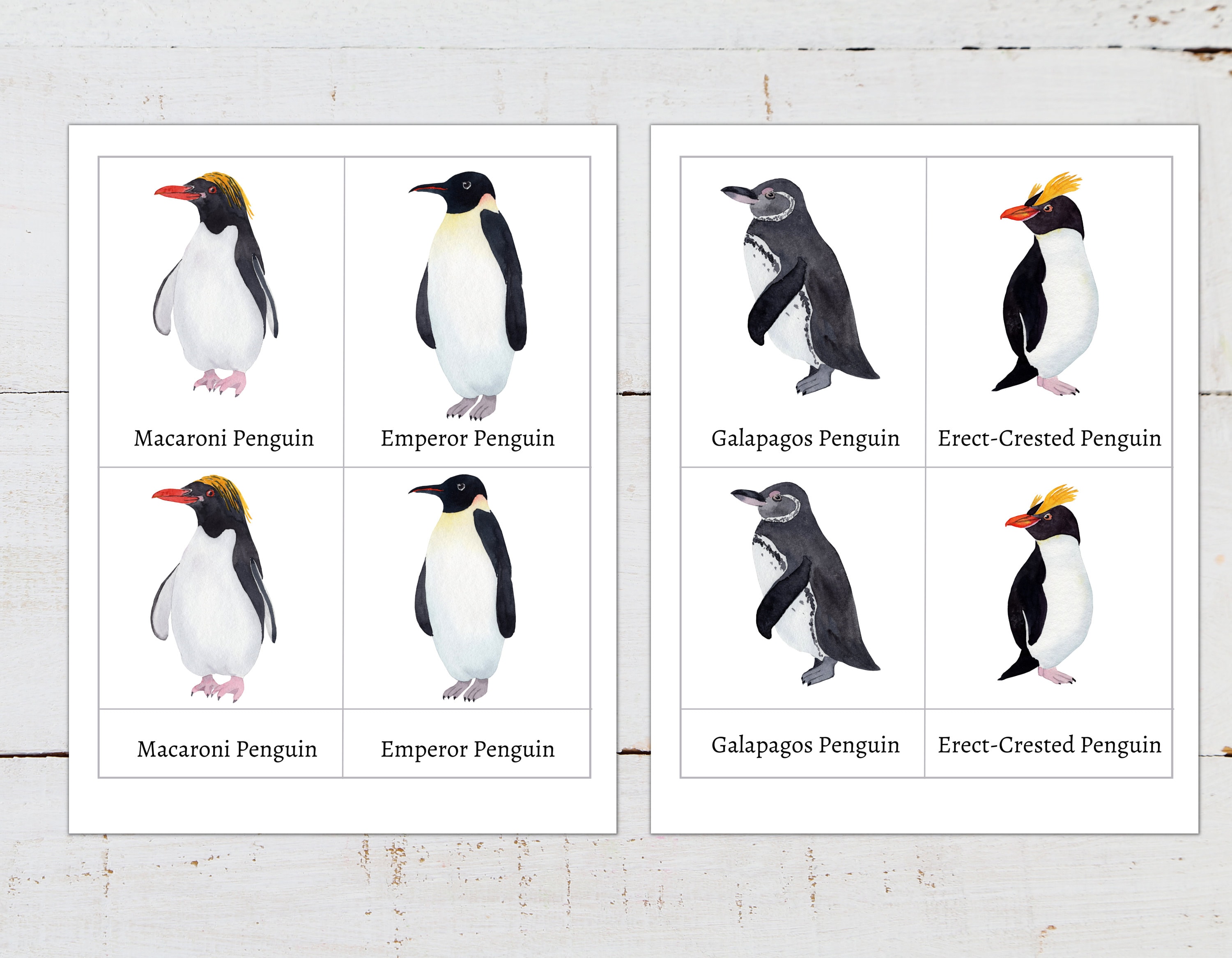 PENGUINS Mini Poster 3-part Cards, 18 Penguins, Homeschool, Montessori ...