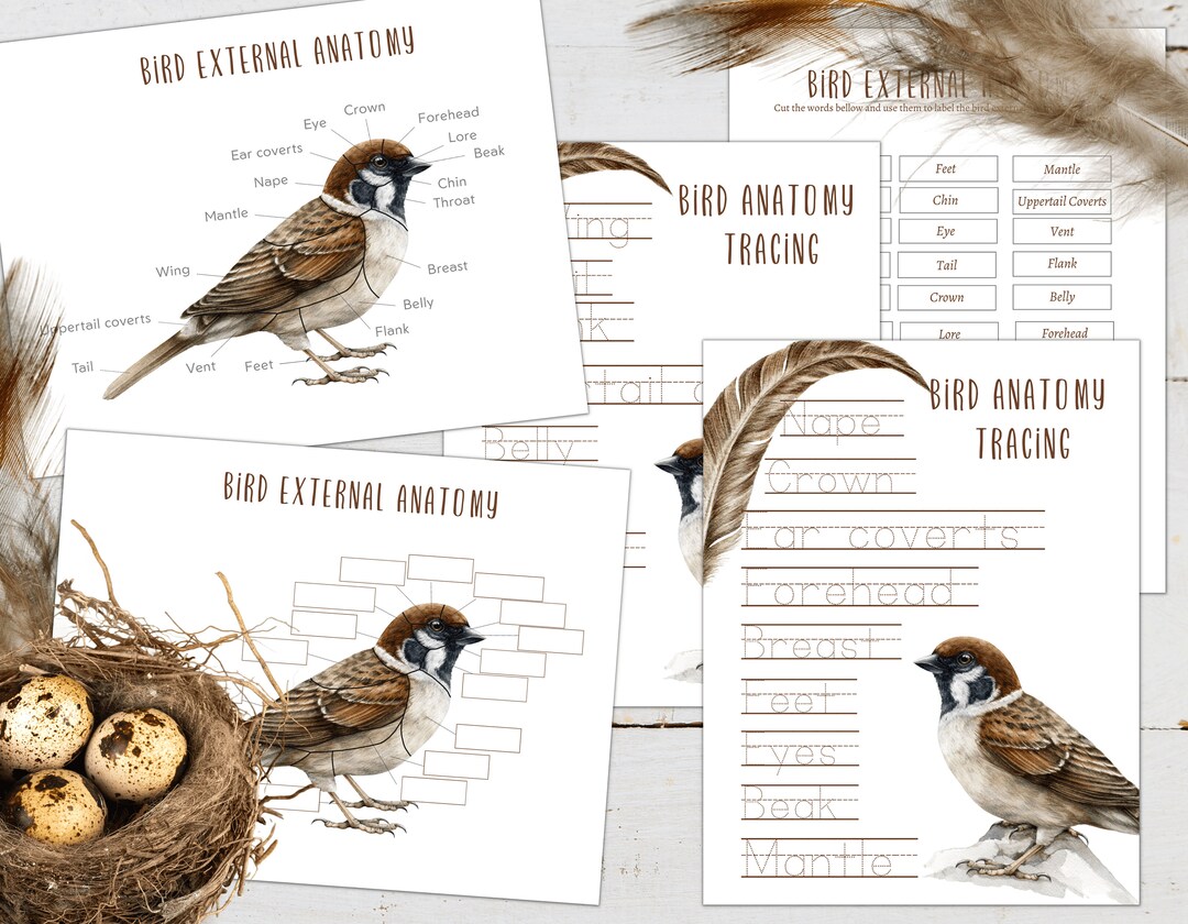 BIRD External Anatomy Poster, Labeling and Tracing Activity, Homeschool ...