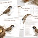 BIRD External Anatomy Poster, Labeling and Tracing Activity, Homeschool ...