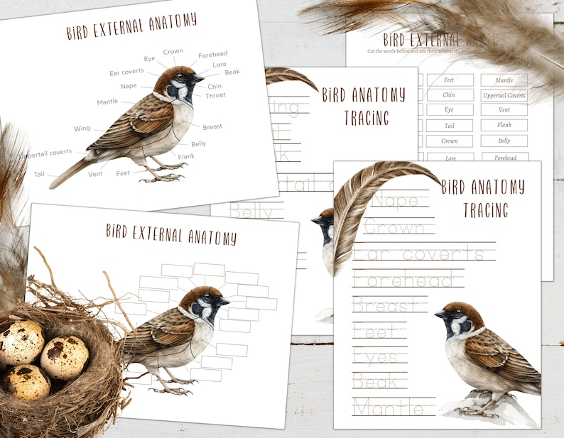 BIRD External Anatomy Poster, Labeling and Tracing Activity, Homeschool ...