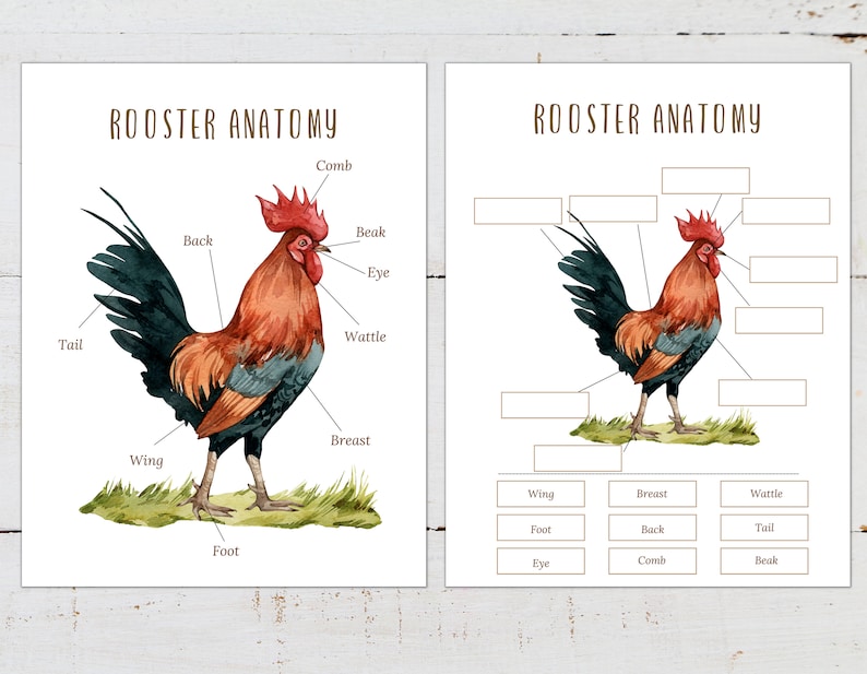 CHICKEN Mini Unit Study Life Cycle Anatomy Nature Study - Etsy