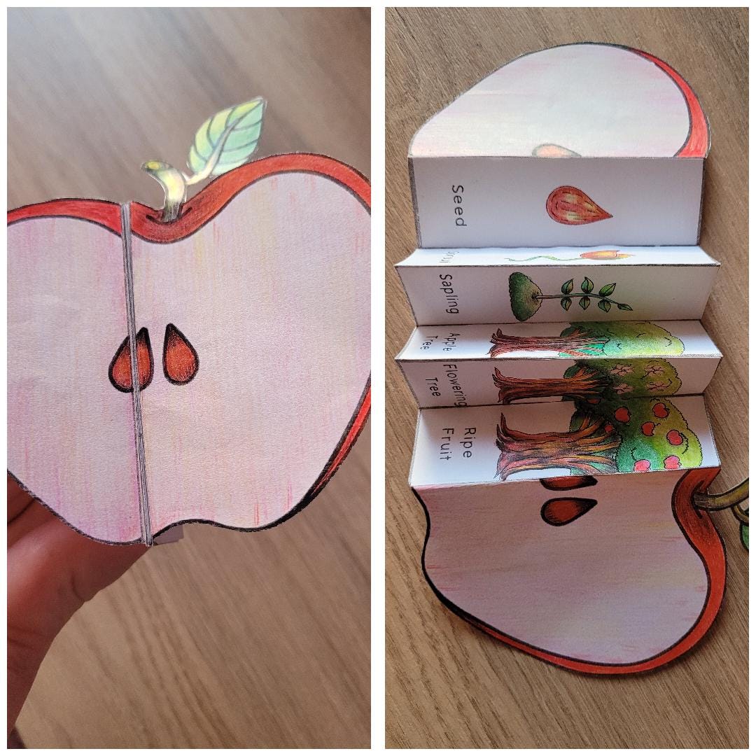 Apple Life Cycle Foldable Template, Kids' Science Craft, A4 and 11x8.5 ...