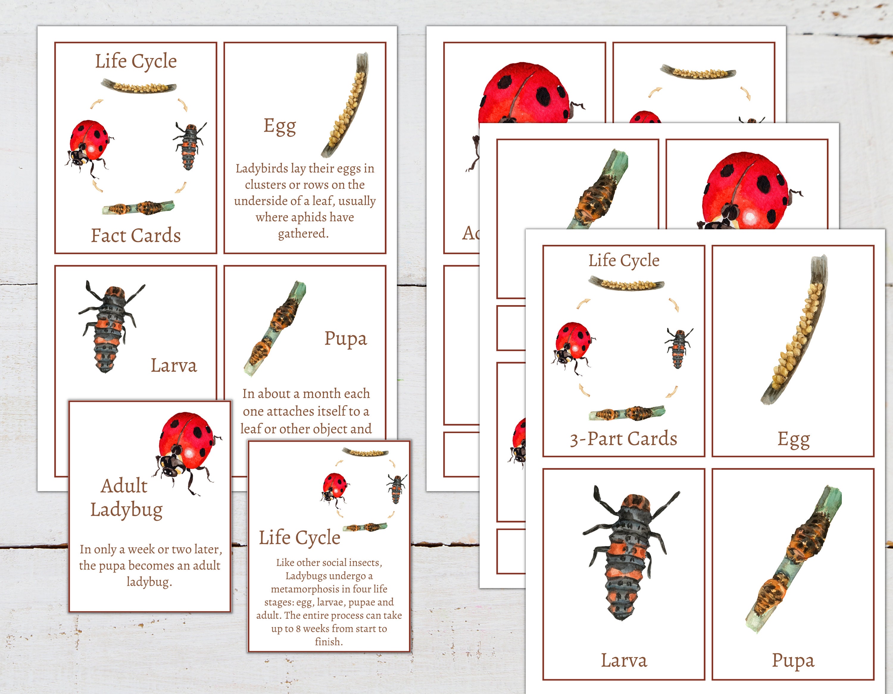 LADYBUG LIFE CYCELE, Homeschool, Montessori, Instant Download - Etsy