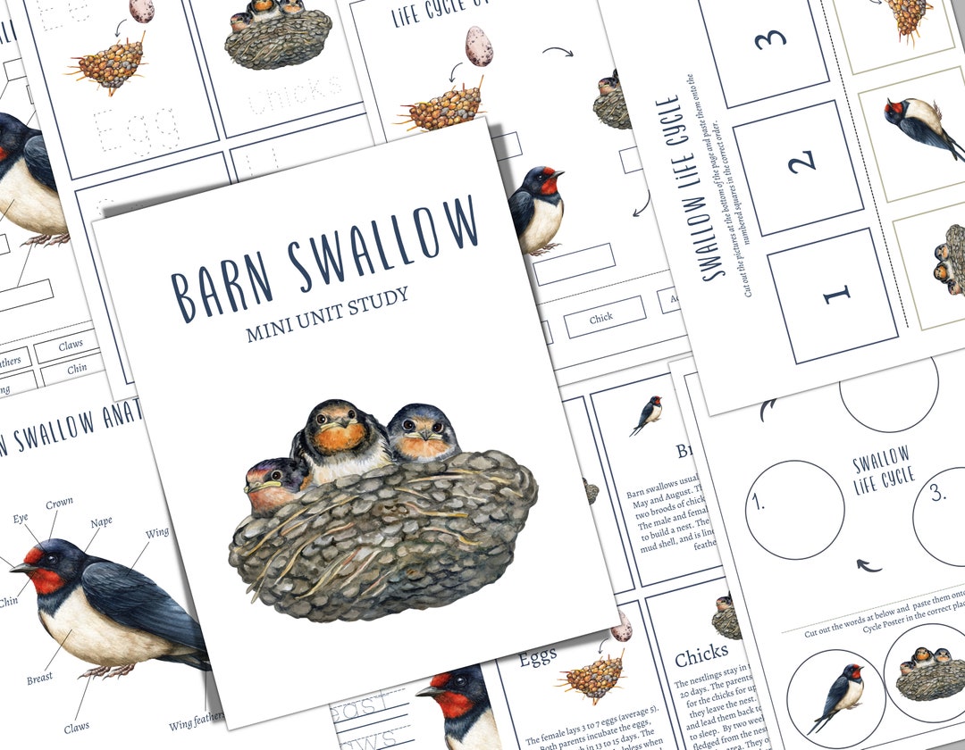 BARN SWALLOW Mini Unit Study, Life Cycle, Anatomy, Nature Study ...