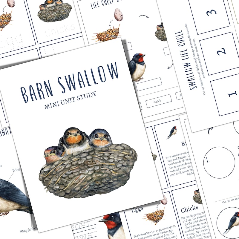 Barn Swallow - Etsy UK