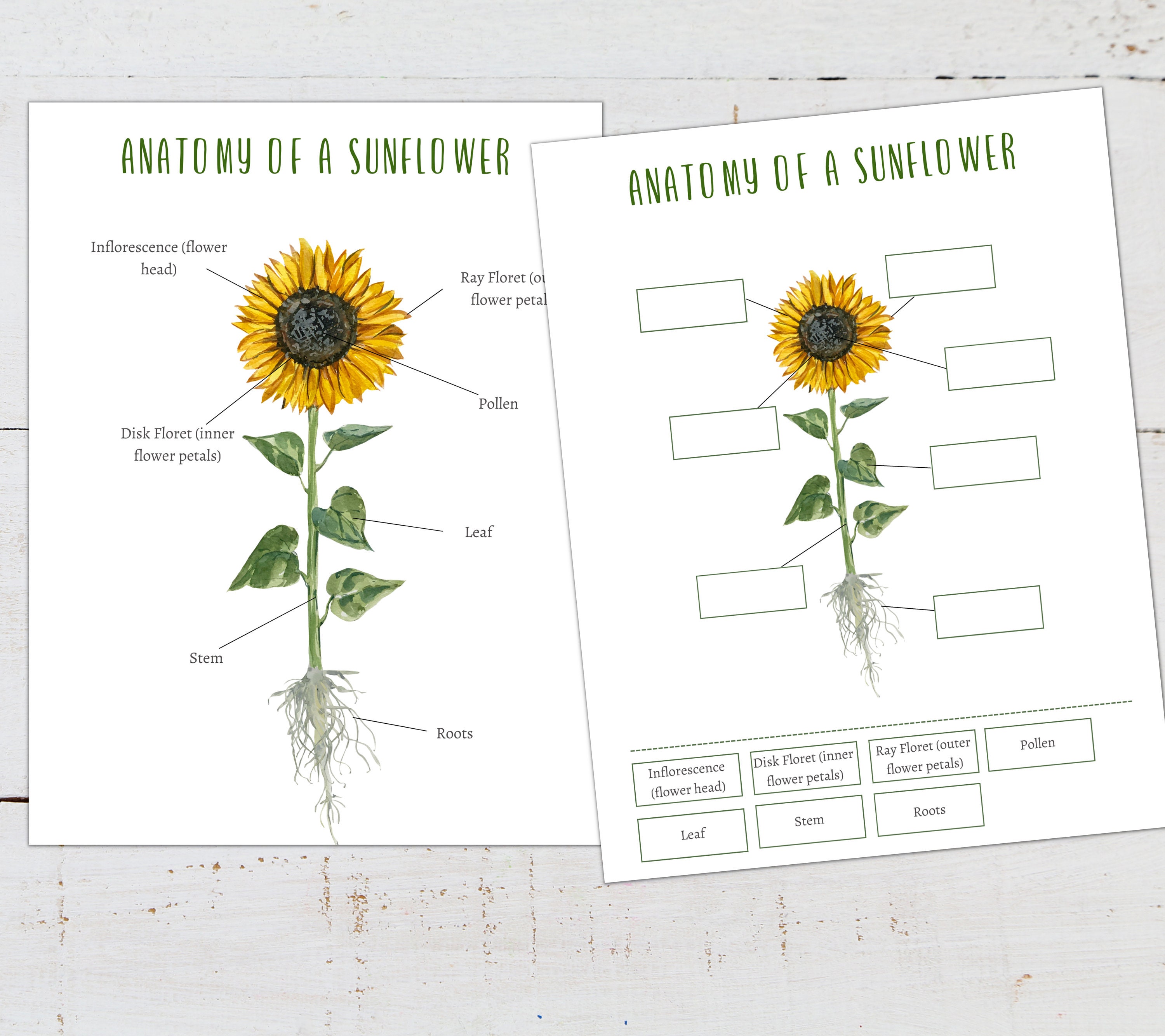 SUNFLOWER Anatomy Poster, Labeling and Tracing Activity, Homeschool ...