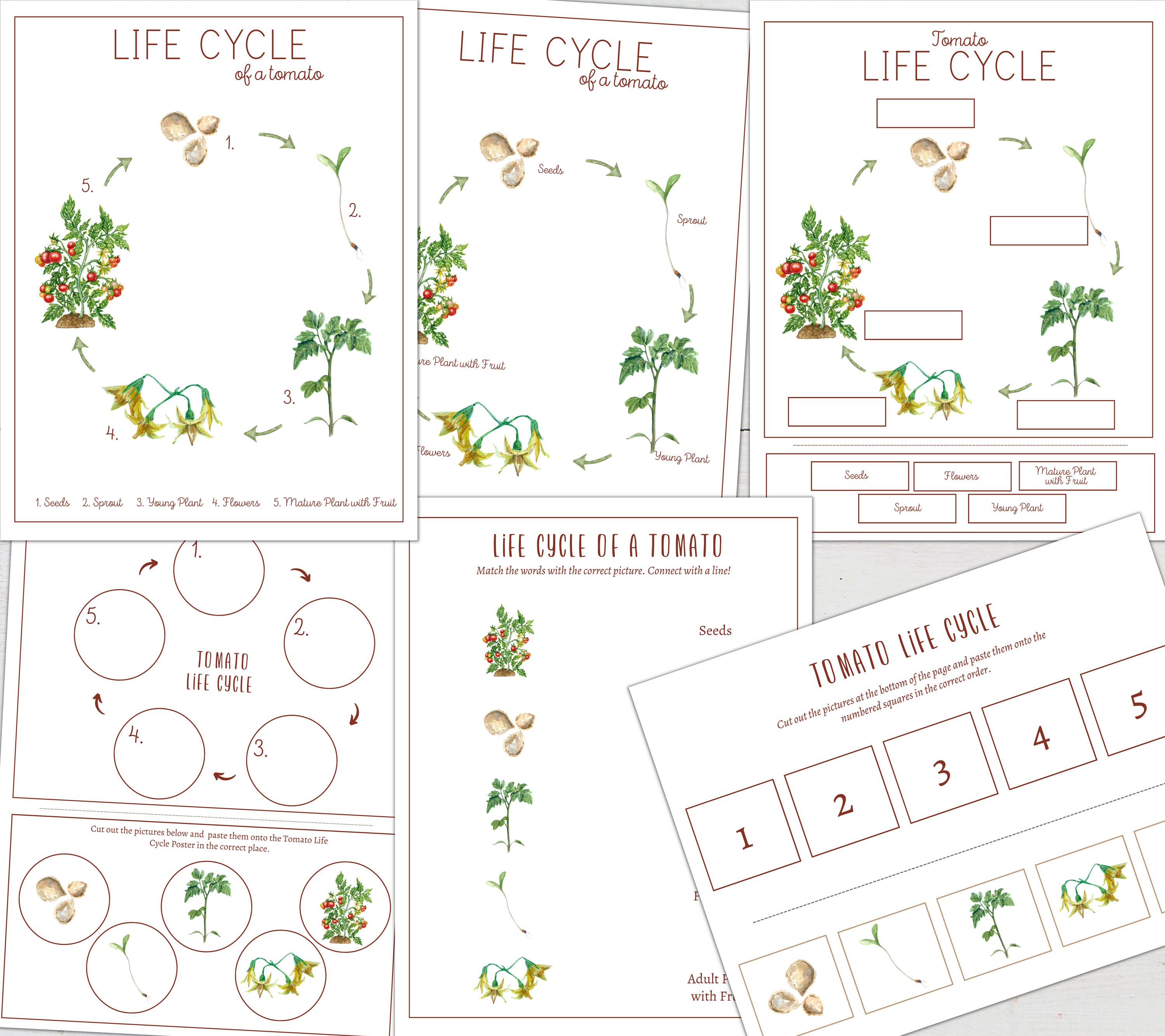 TOMATO Unit Study Life Cycle Anatomy Nature Study Science - Etsy UK