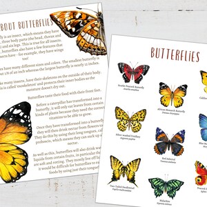 INSECTS BUNDLE, Bees, Ants, Ladybug, Butterflies Unit Studies ...