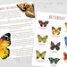 INSECTS BUNDLE, Bees, Ants, Ladybug, Butterflies Unit Studies ...