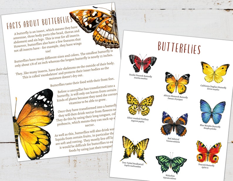 INSECTS BUNDLE Bees Ants Ladybug Butterflies Unit Studies - Etsy