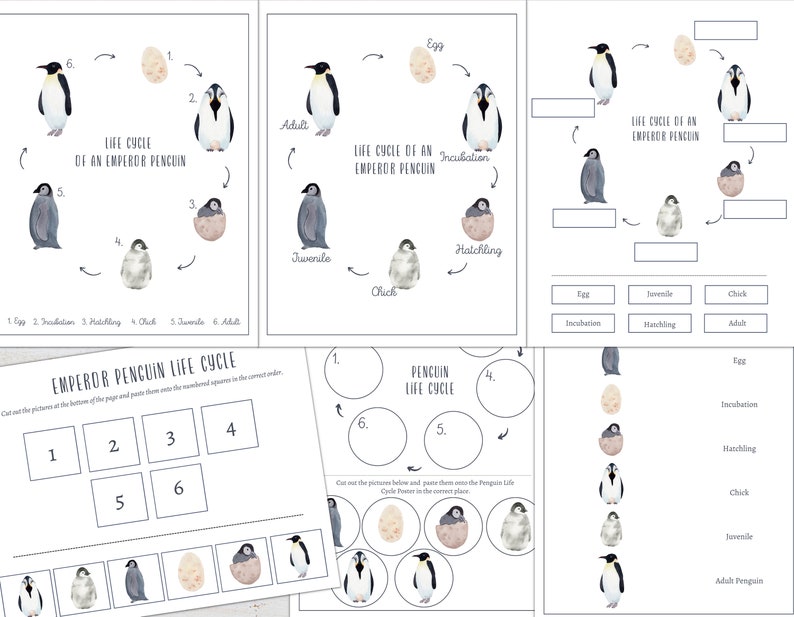PENGUINS Unit Study Life Cycle Anatomy Nature Study - Etsy