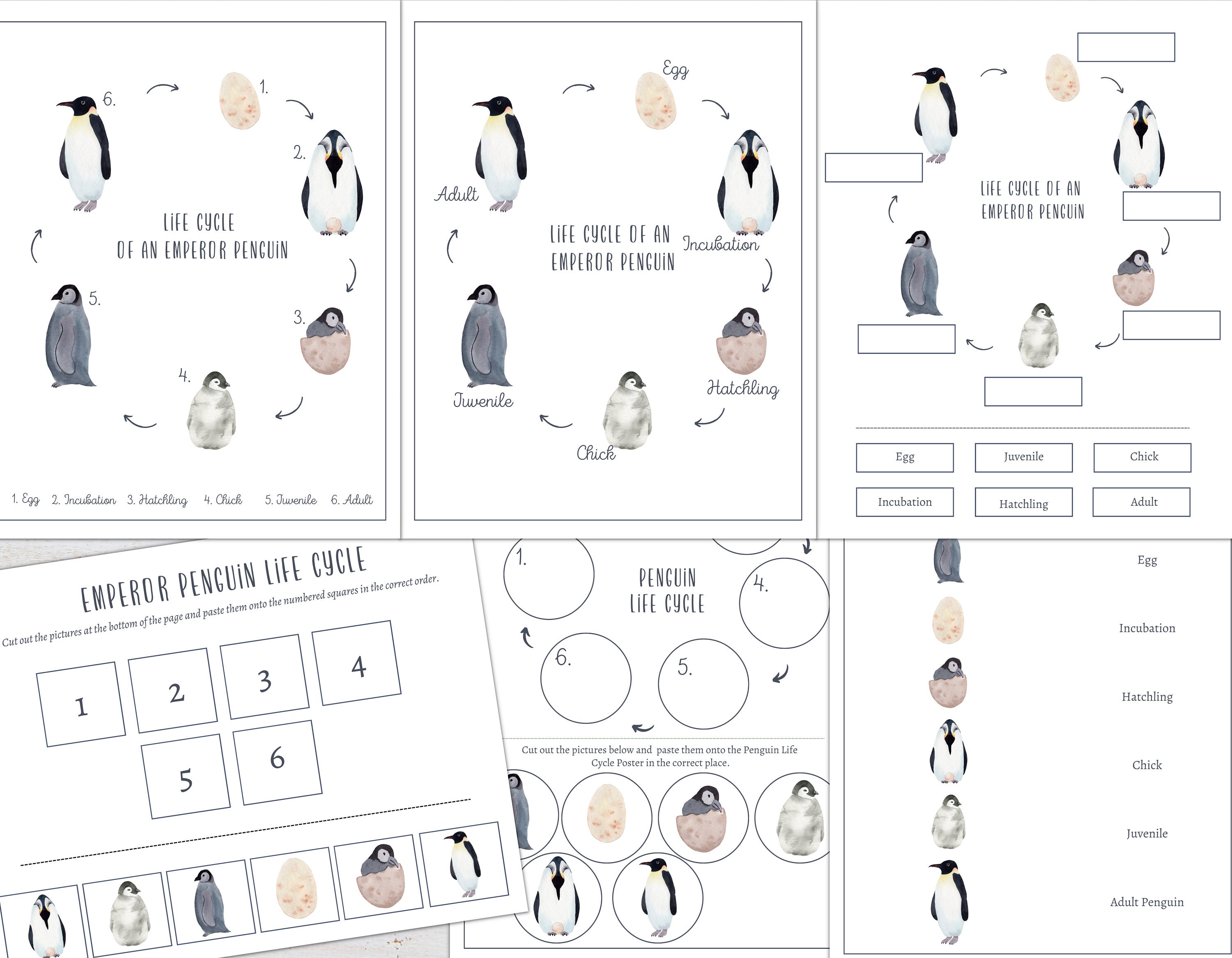 PENGUINS Unit Study Life Cycle Anatomy Nature Study - Etsy Singapore
