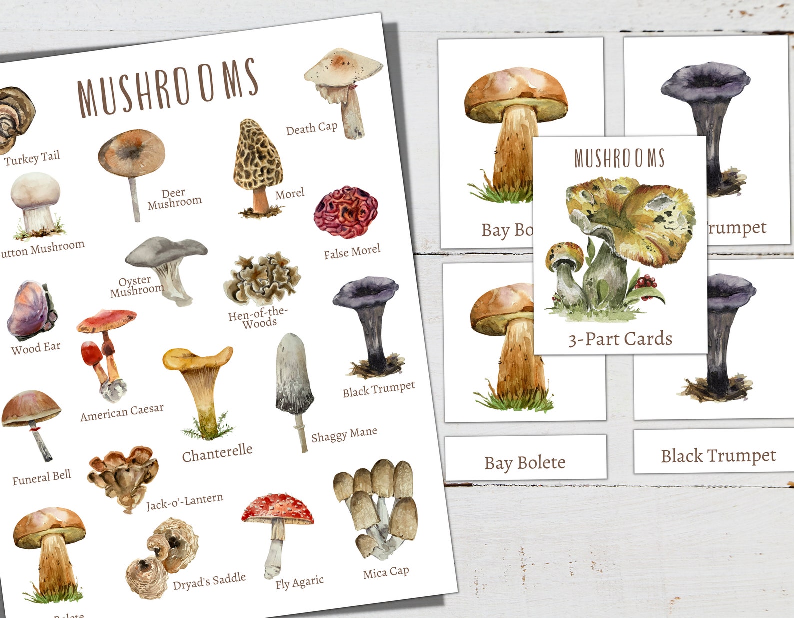 MUSHROOMS Mini Poster + 3-part Cards, 19 Mushrooms, Homeschool ...