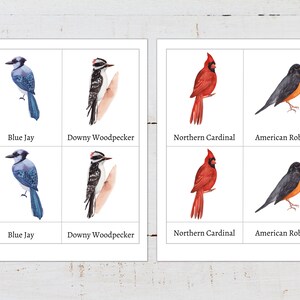 Winter BIRDS Mini Poster + 3-part Cards, Homeschool, Montessori, Flash ...