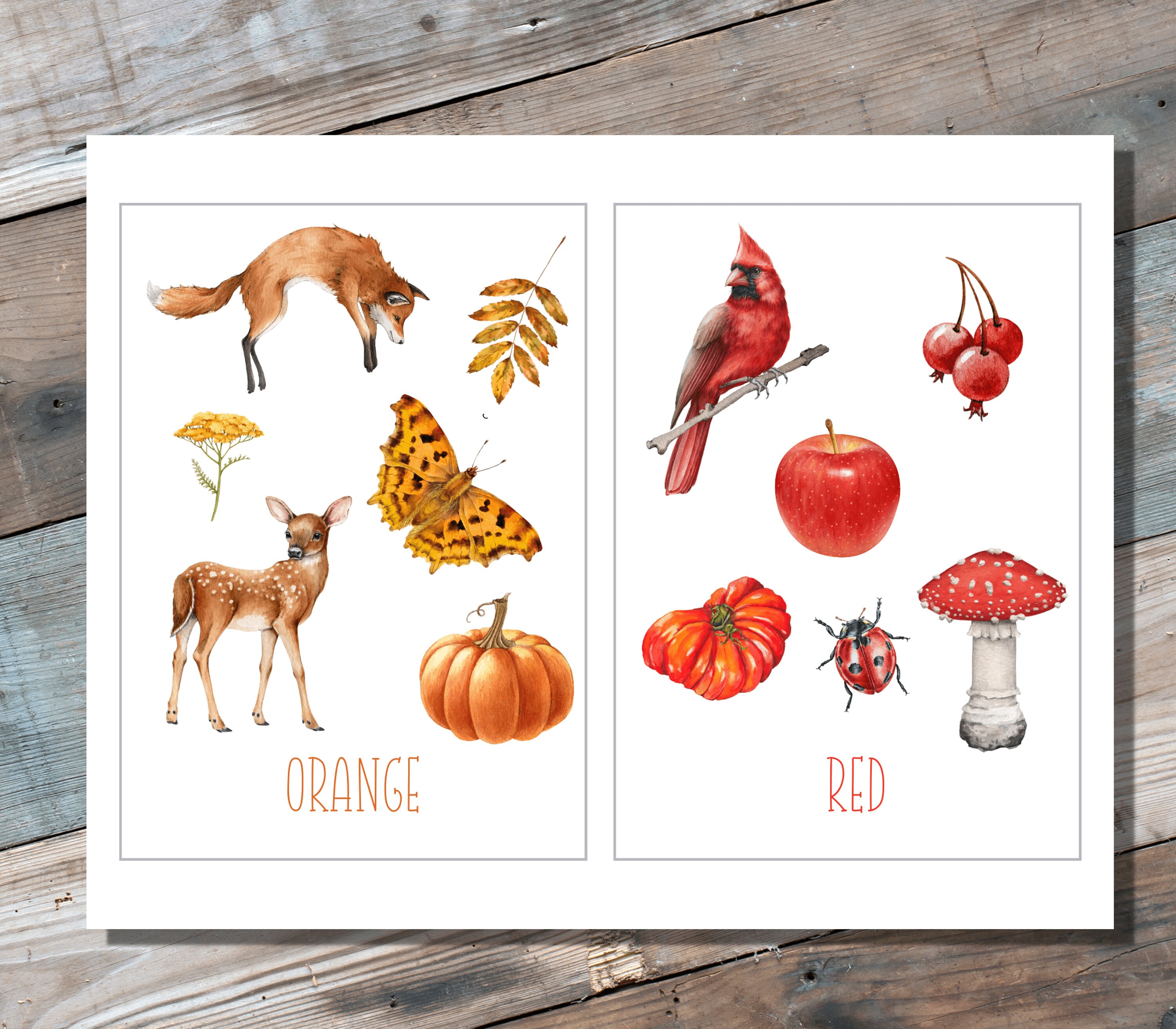 COLORS in Nature Flashcards Color Flashcards Vocabulary - Etsy