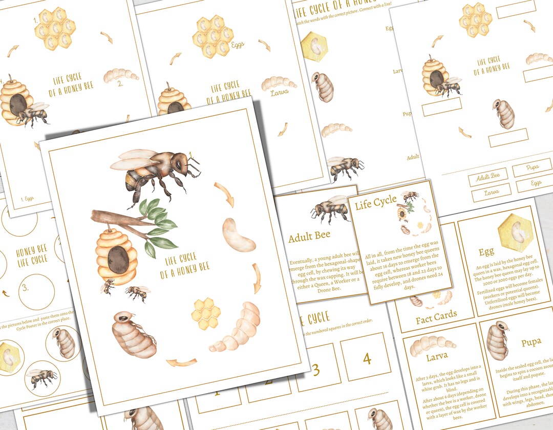 BEE LIFE CYCELE, Homeschool, Montessori, Instant Download - Etsy
