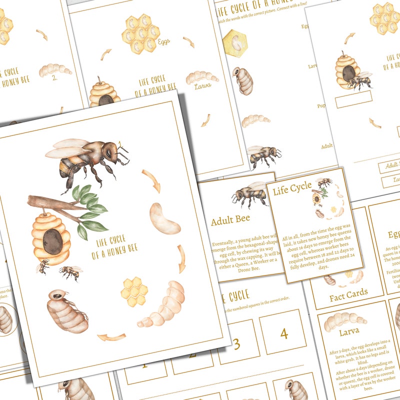 Life Cycle of a Honey Bee - Etsy