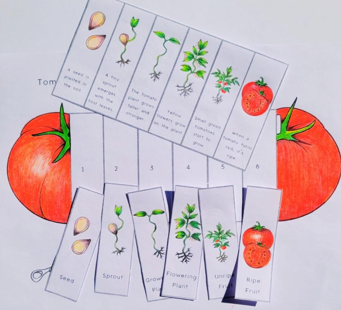 Tomato Life Cycle Foldable Template, Kids' Science Craft, A4 and 11x8.5 ...
