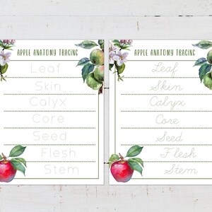 APPLE Anatomy Posters, Labeling and Tracing Activity, Homeschool ...