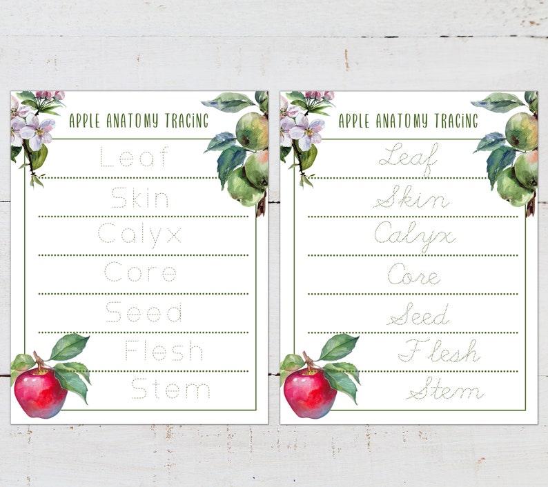 APPLE Anatomy Posters, Labeling and Tracing Activity, Homeschool ...
