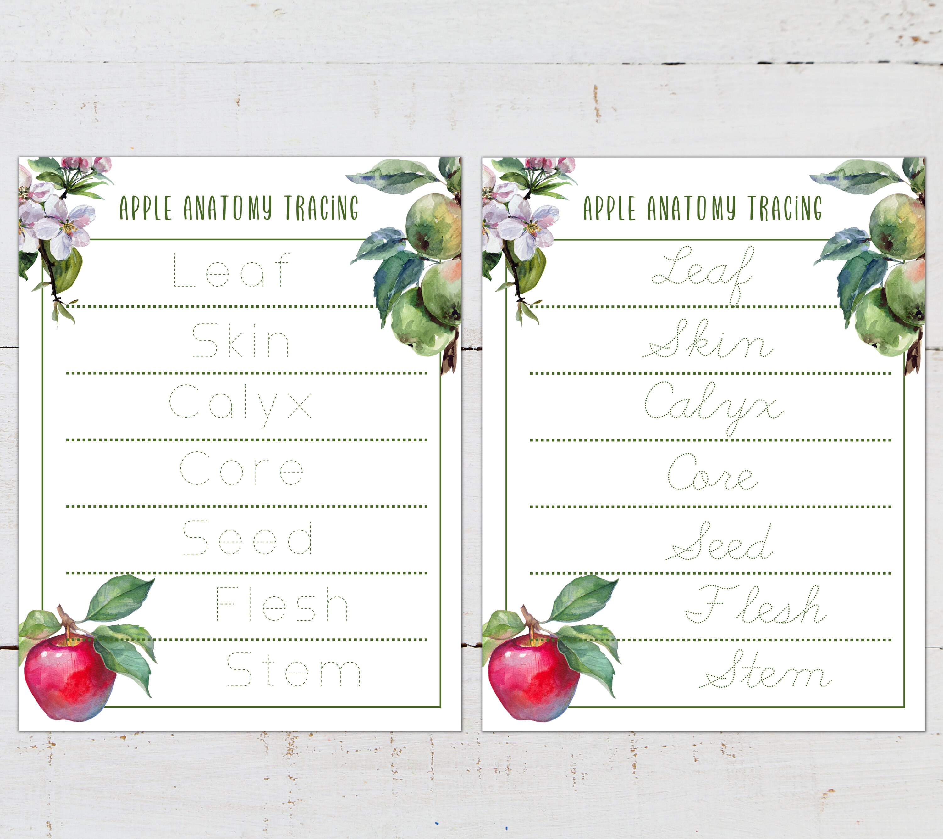APPLE Anatomy Posters, Labeling and Tracing Activity, Homeschool ...