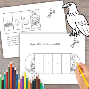 Eagle Life Cycle, Bird Sequence and Fold Kids' Science Craft, A4 and ...