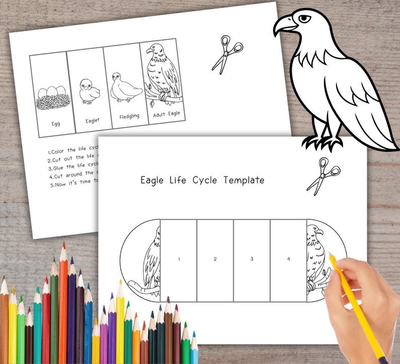 Eagle Life Cycle, Bird Sequence and Fold Kids' Science Craft, A4 and ...