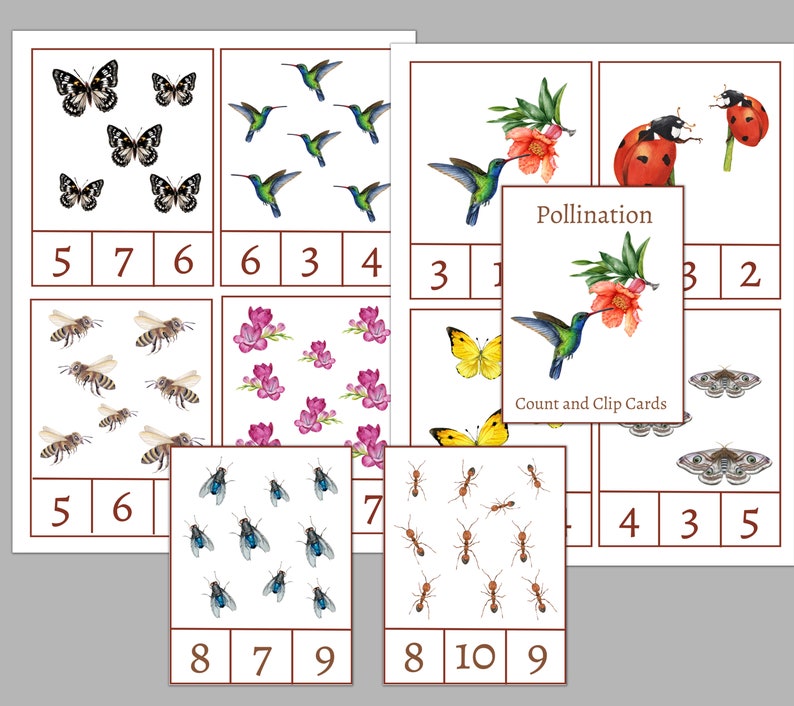 POLLINATOR Unit Study Anatomy Nature Study Science - Etsy