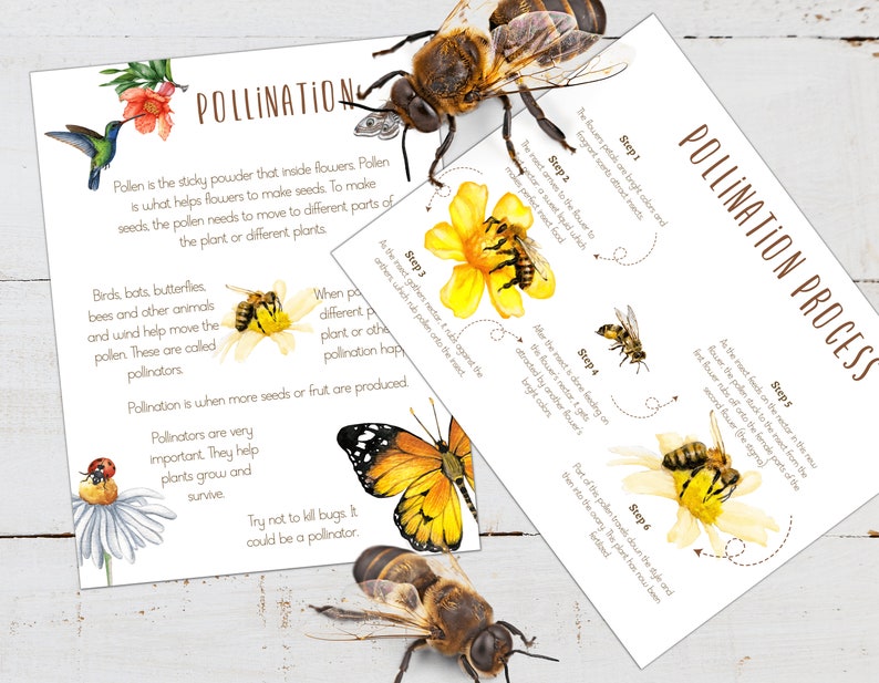 SPRING Themed Nature Study Units BUNDLE, Birds, Frogs, Barn Swallow ...