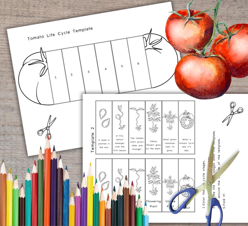 Tomato Life Cycle Foldable Template, Kids' Science Craft, A4 and 11x8.5 ...
