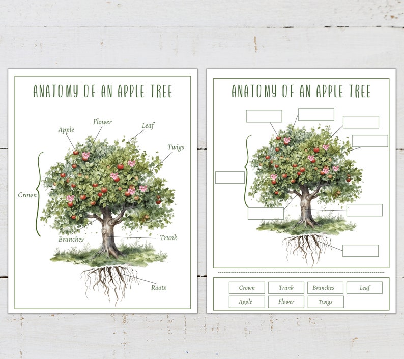 APPLE Anatomy Posters, Labeling and Tracing Activity, Homeschool ...