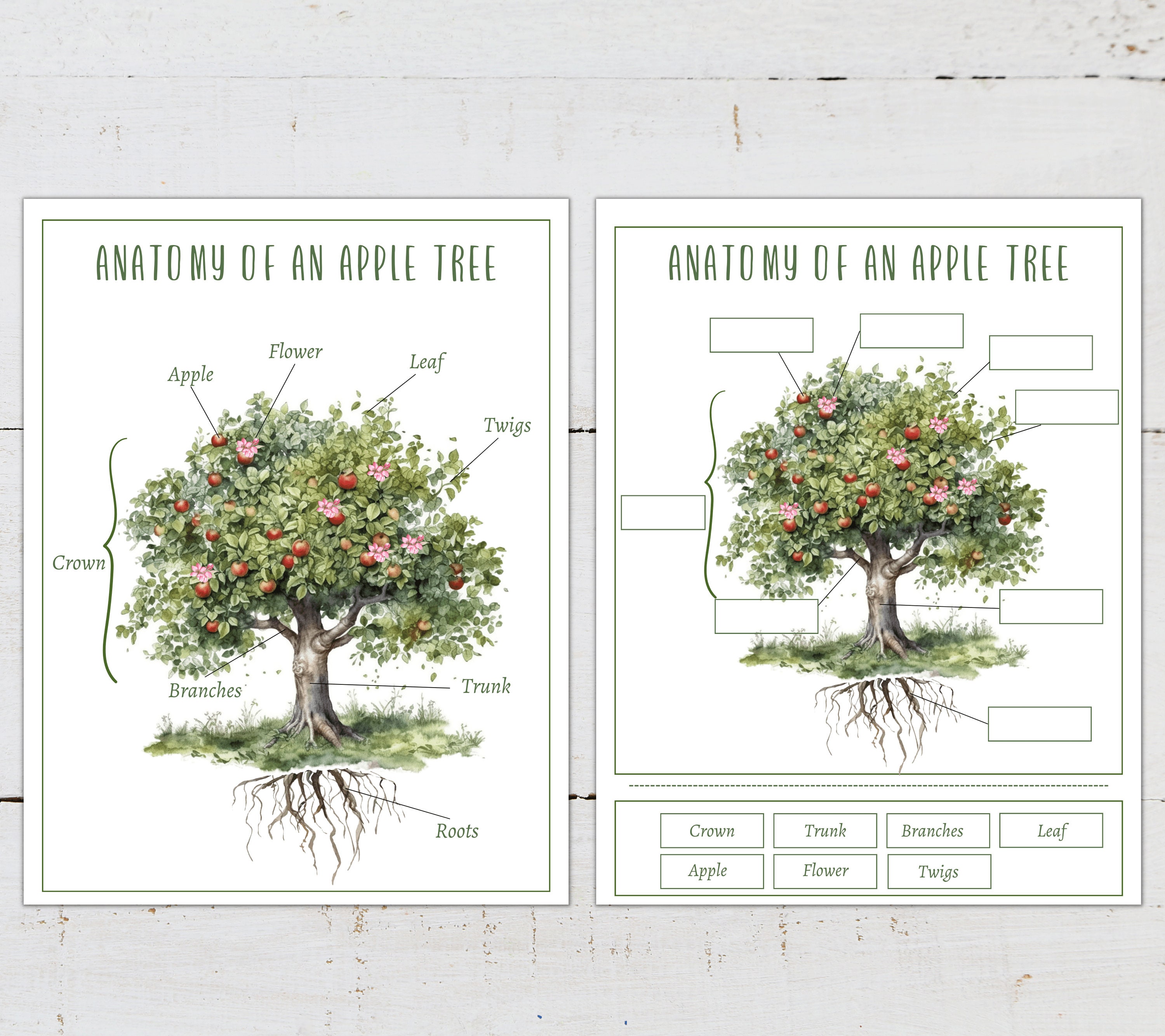 APPLE Anatomy Posters, Labeling and Tracing Activity, Homeschool ...