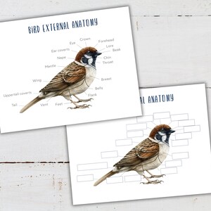 WINTER BIRDS Unit Study, Life Cycle, Anatomy, Nature Study, Science ...