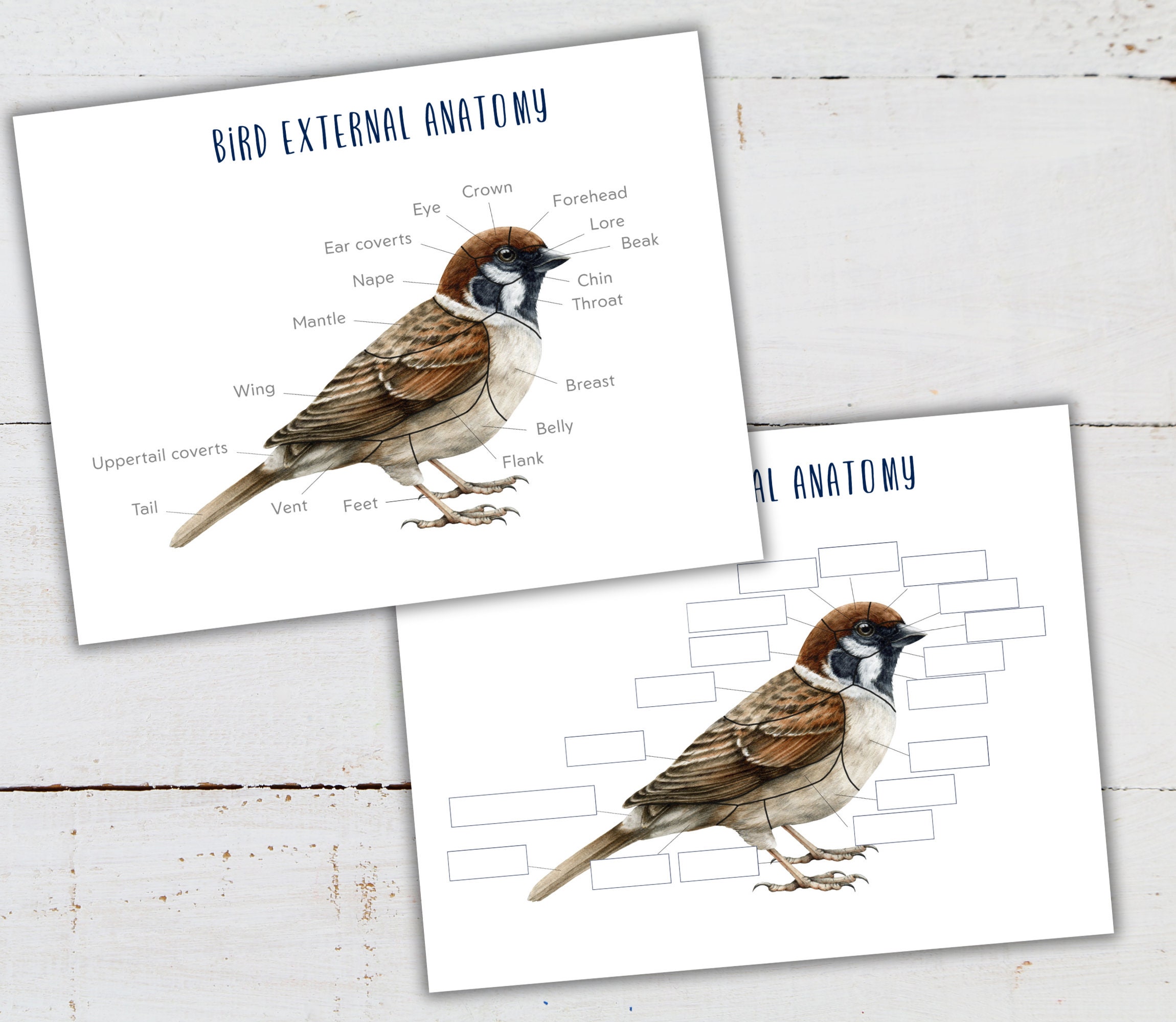 WINTER BIRDS Unit Study, Life Cycle, Anatomy, Nature Study, Science ...