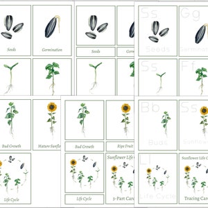 SUNFLOWER LIFE CYCLE, Posters, 3-part Cards, Fact Cards, Tracing ...