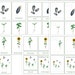 SUNFLOWER LIFE CYCLE, Posters, 3-part Cards, Fact Cards, Tracing ...