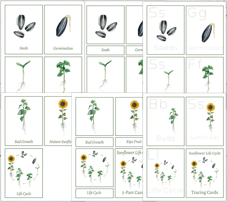 SUNFLOWER LIFE CYCLE Posters 3-part Cards Fact Cards - Etsy Canada