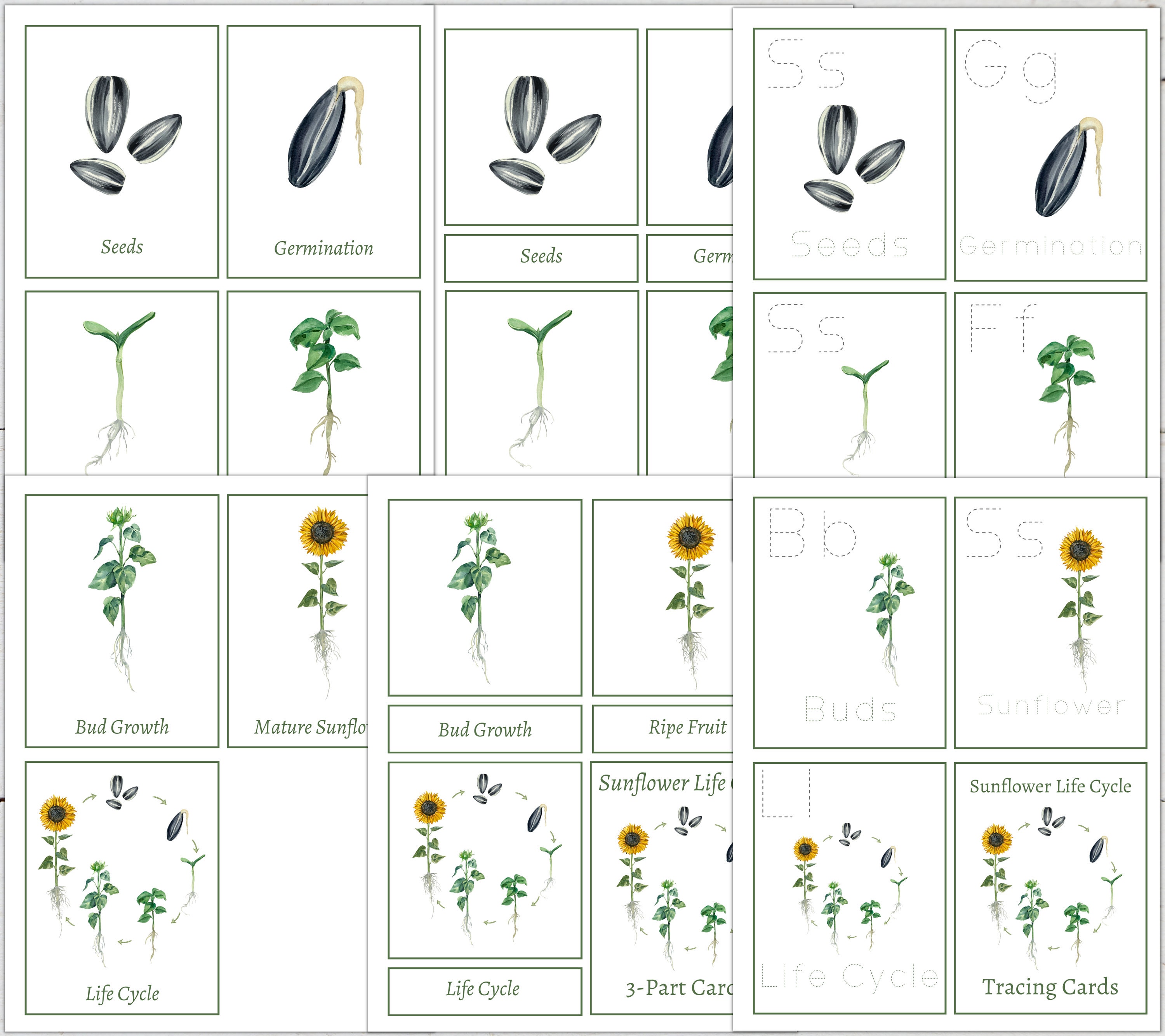 SUNFLOWER LIFE CYCLE Posters 3-part Cards Fact Cards - Etsy Canada